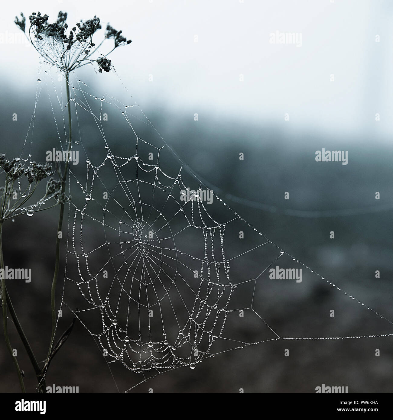 Spiders work hi-res stock photography and images - Alamy