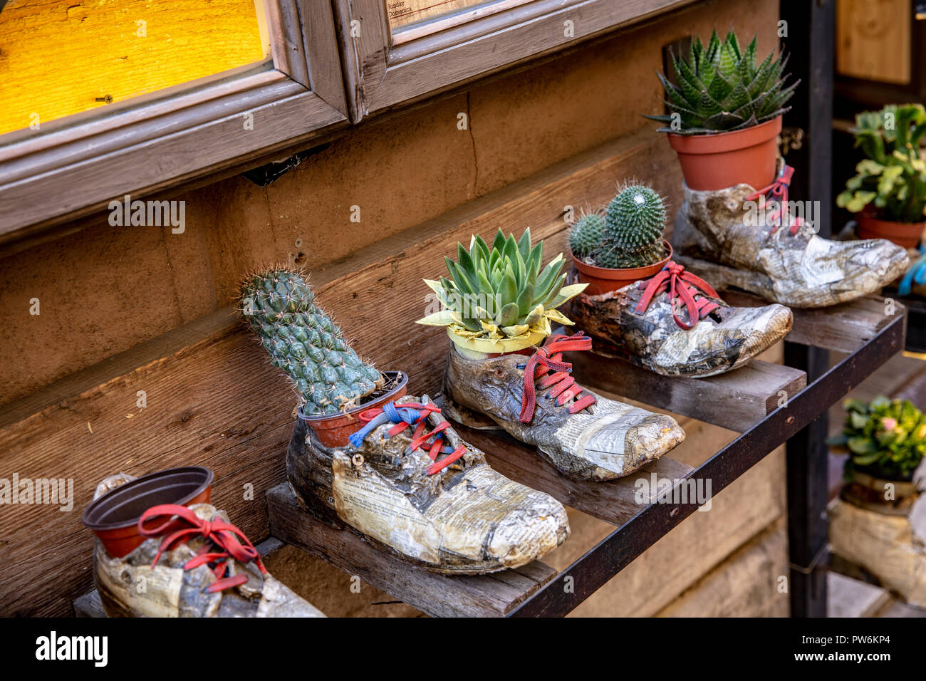 Cacti store hi-res stock photography and images - Alamy
