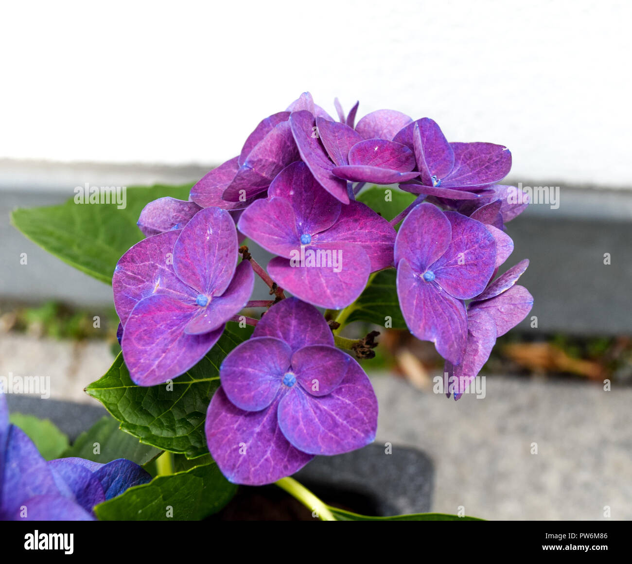 hydrangea, purple blue flower blossom Stock Photo - Alamy