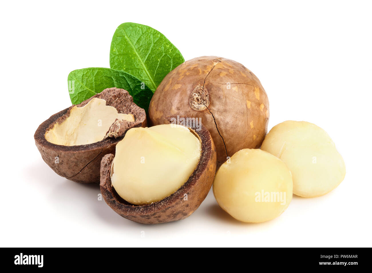 Shelled and unshelled macadamia nuts with leaves isolated on white ...
