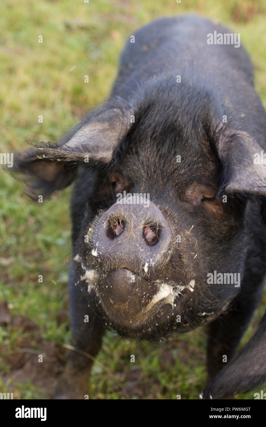 Large back pig on a farm Stock Photo - Alamy