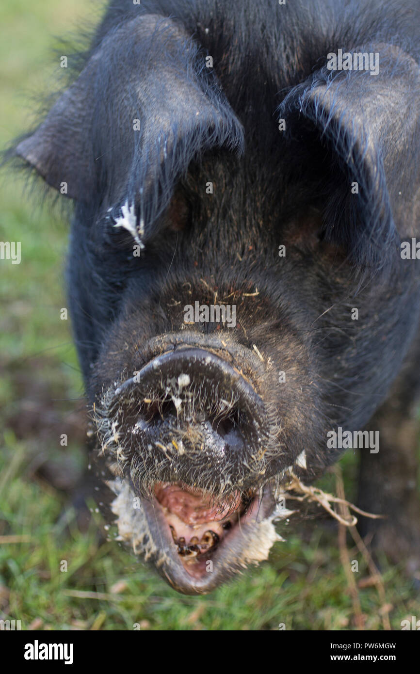 Large back pig on a farm Stock Photo - Alamy