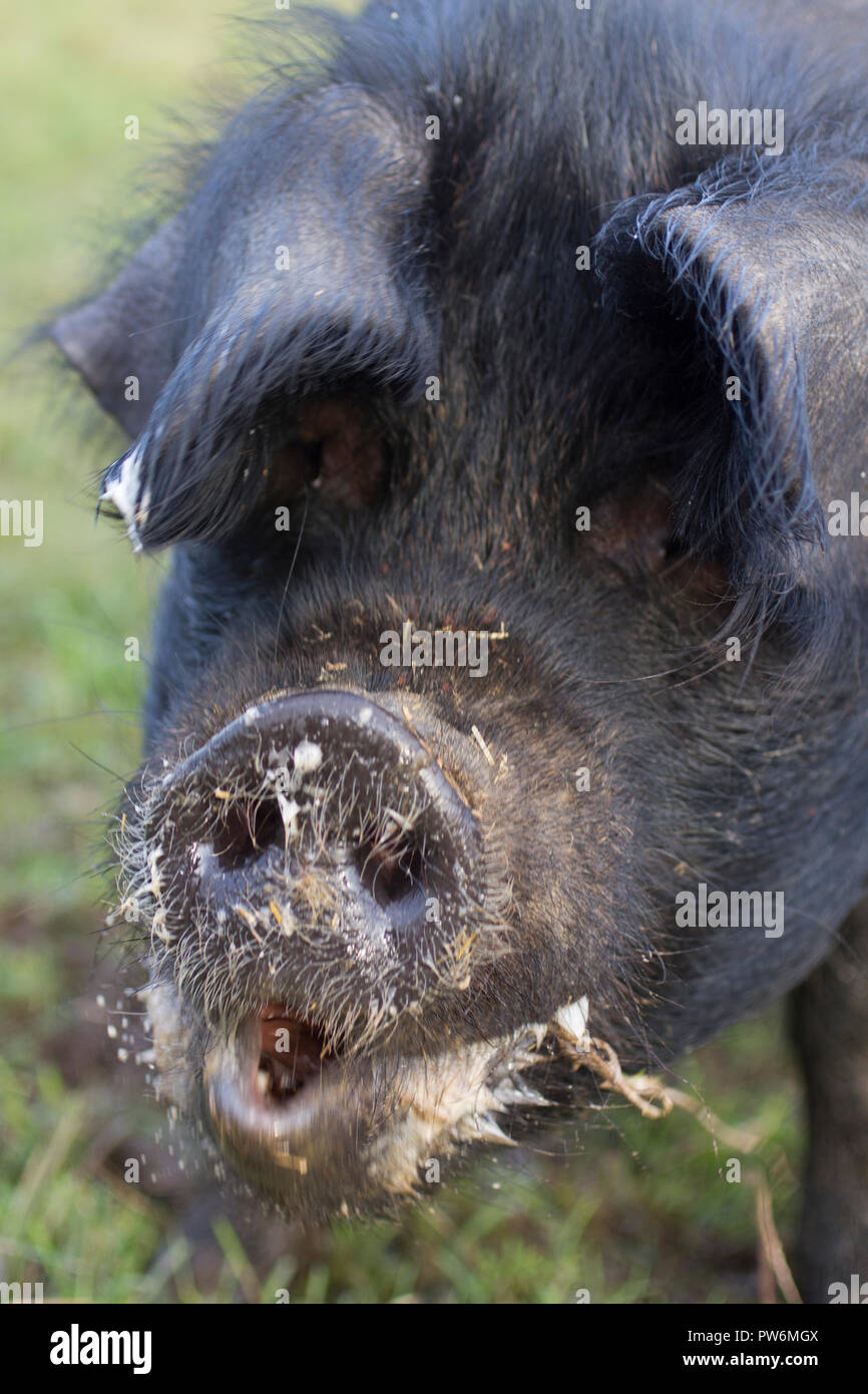 Large back pig on a farm Stock Photo - Alamy