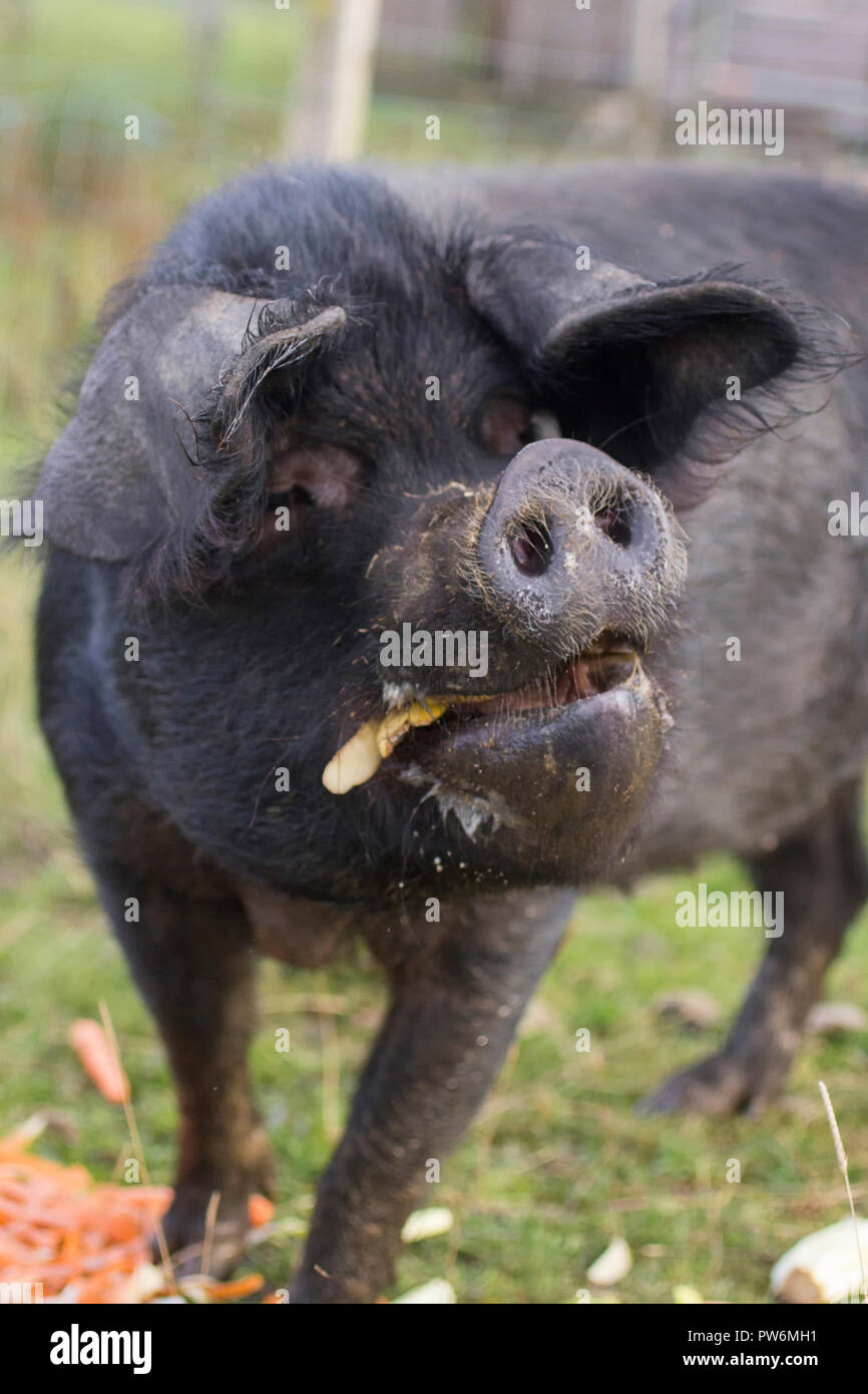Large back pig on a farm Stock Photo - Alamy