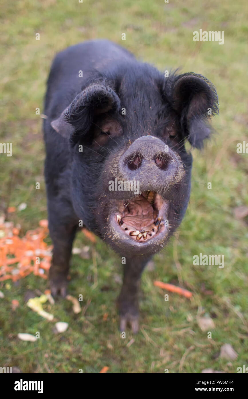Large back pig on a farm Stock Photo - Alamy
