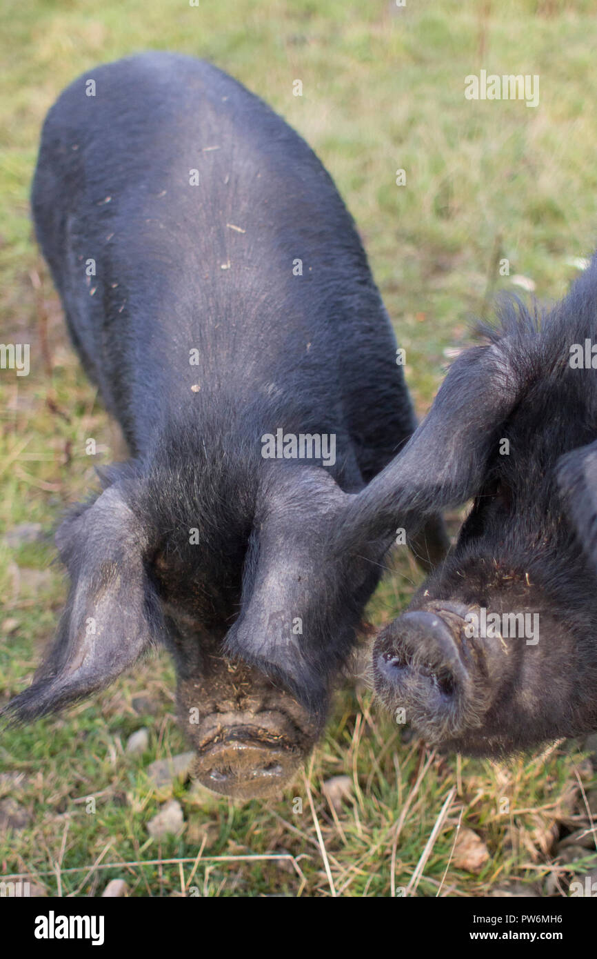 Large back pig on a farm Stock Photo - Alamy