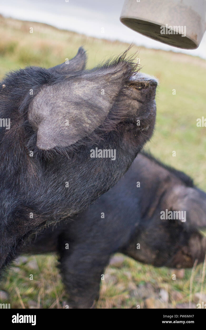 Large back pig on a farm Stock Photo - Alamy
