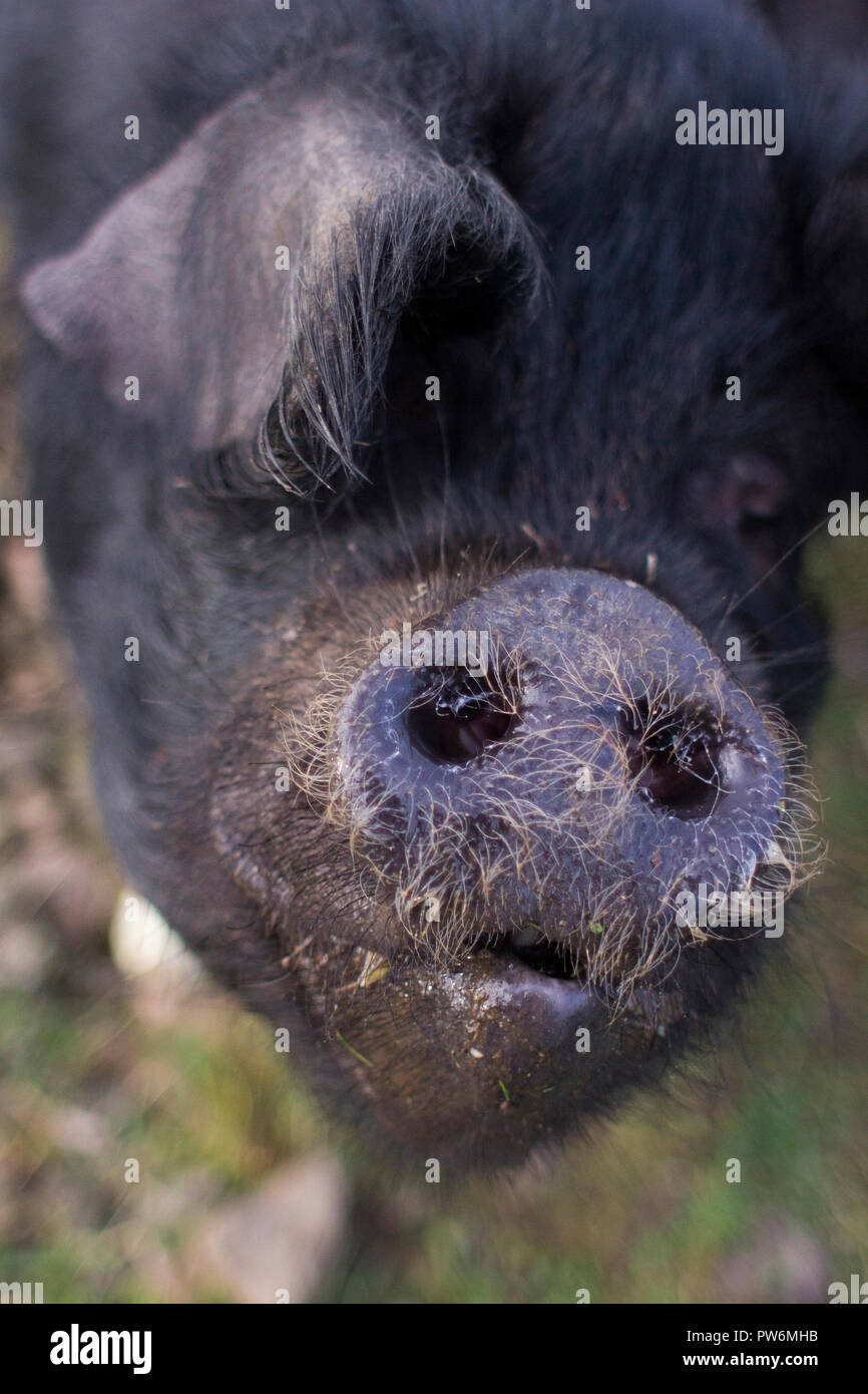 Large back pig on a farm Stock Photo - Alamy