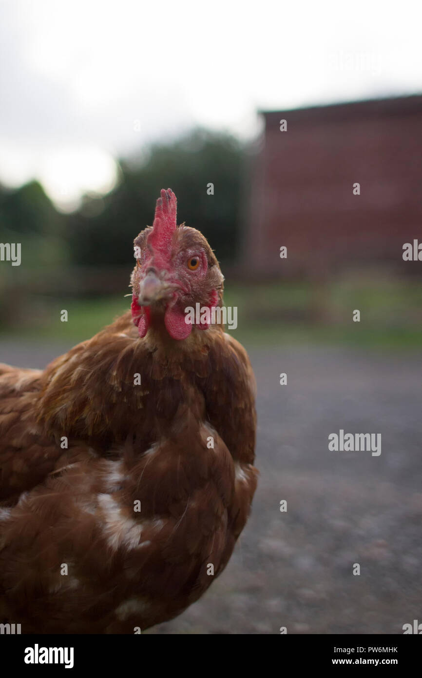 Hen chicken farmyard hi-res stock photography and images - Alamy