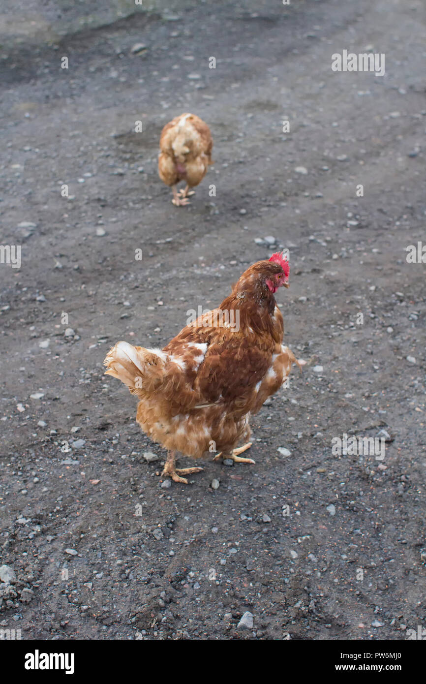Two ex-battery hens outside Stock Photo - Alamy