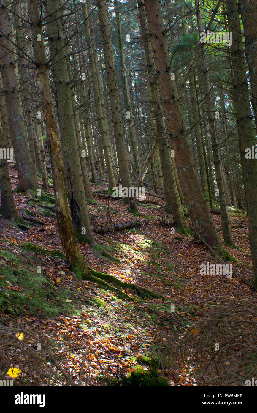 Scottish country parks hi-res stock photography and images - Alamy