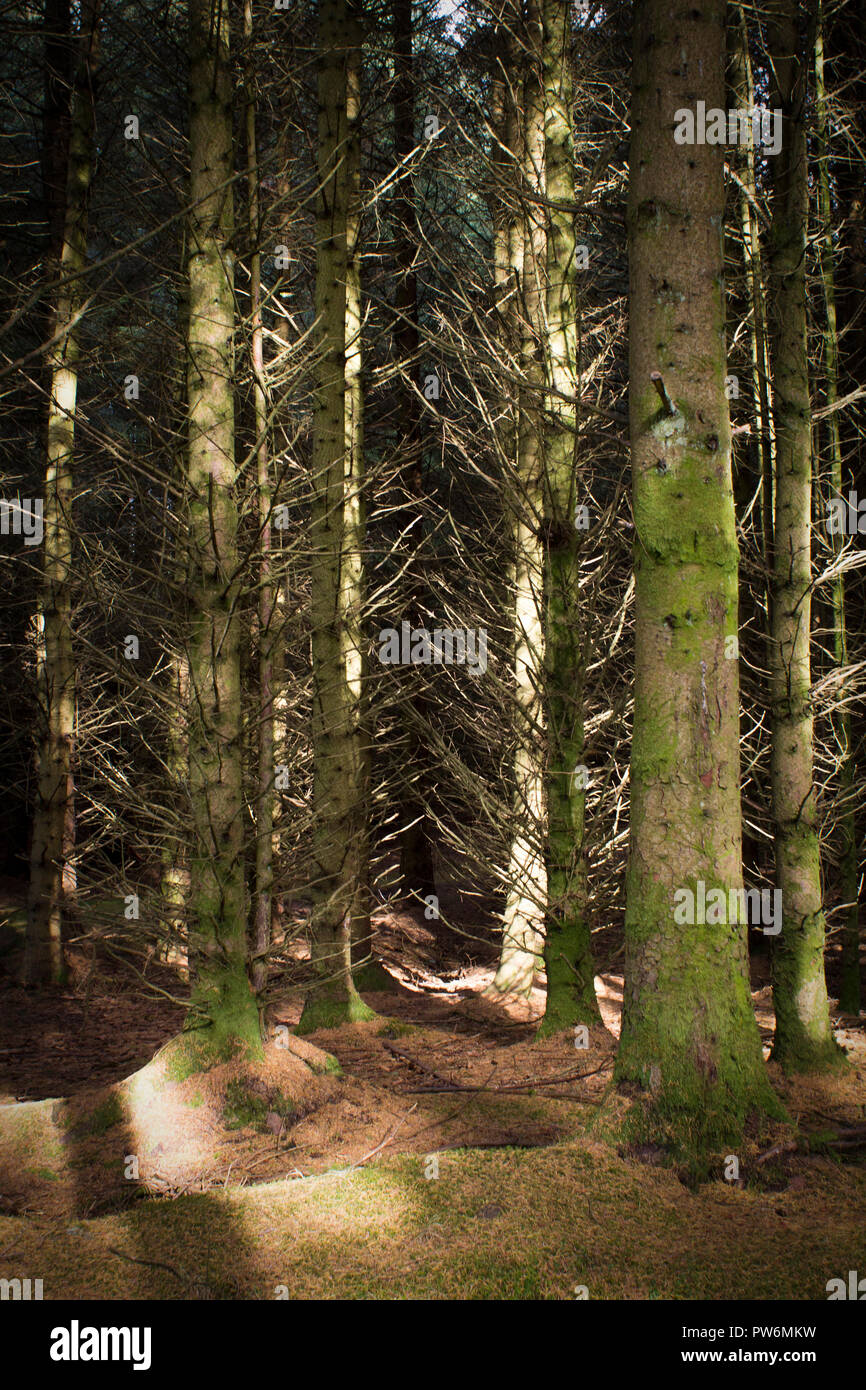 A Scottish Pine Forest in summer Stock Photo - Alamy