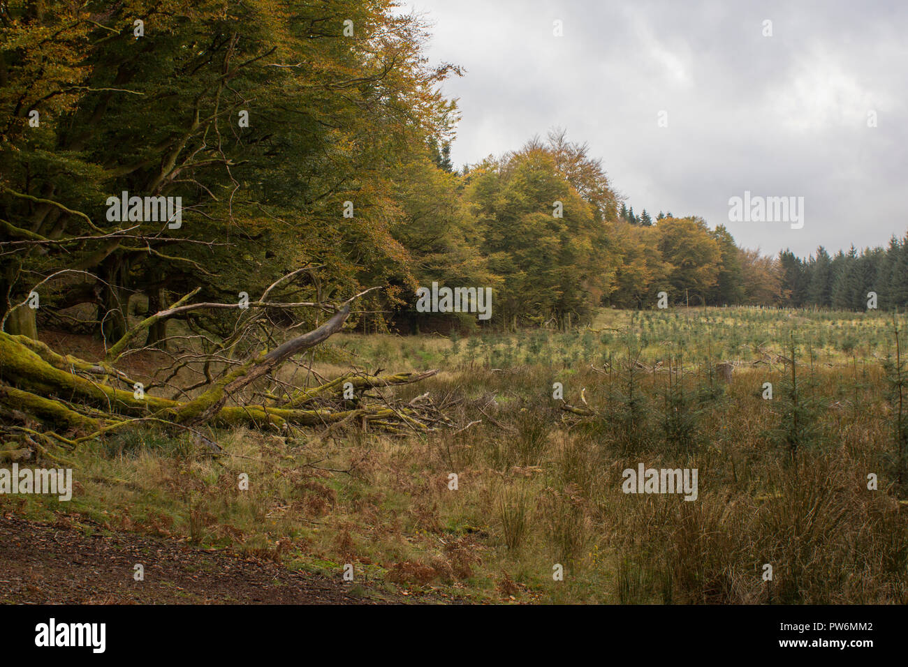 Scottish woodland walks hi-res stock photography and images - Alamy