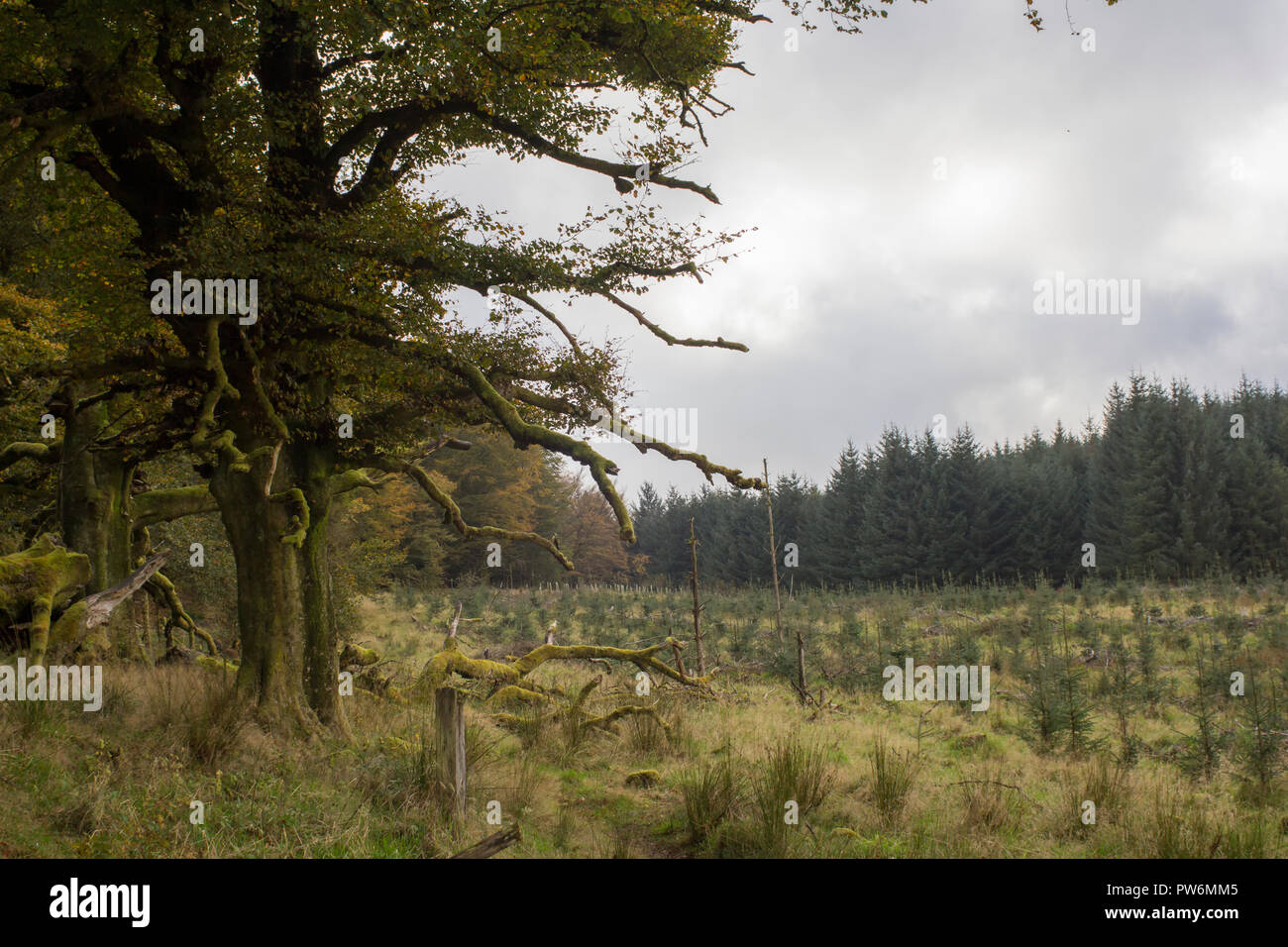 Scottish woodland walks hi-res stock photography and images - Alamy