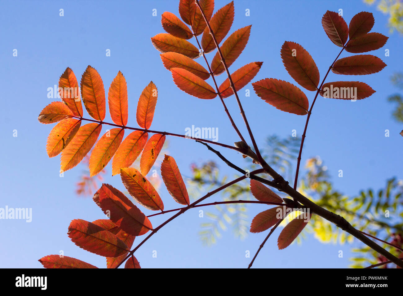 Ash tree leaf hi-res stock photography and images - Alamy