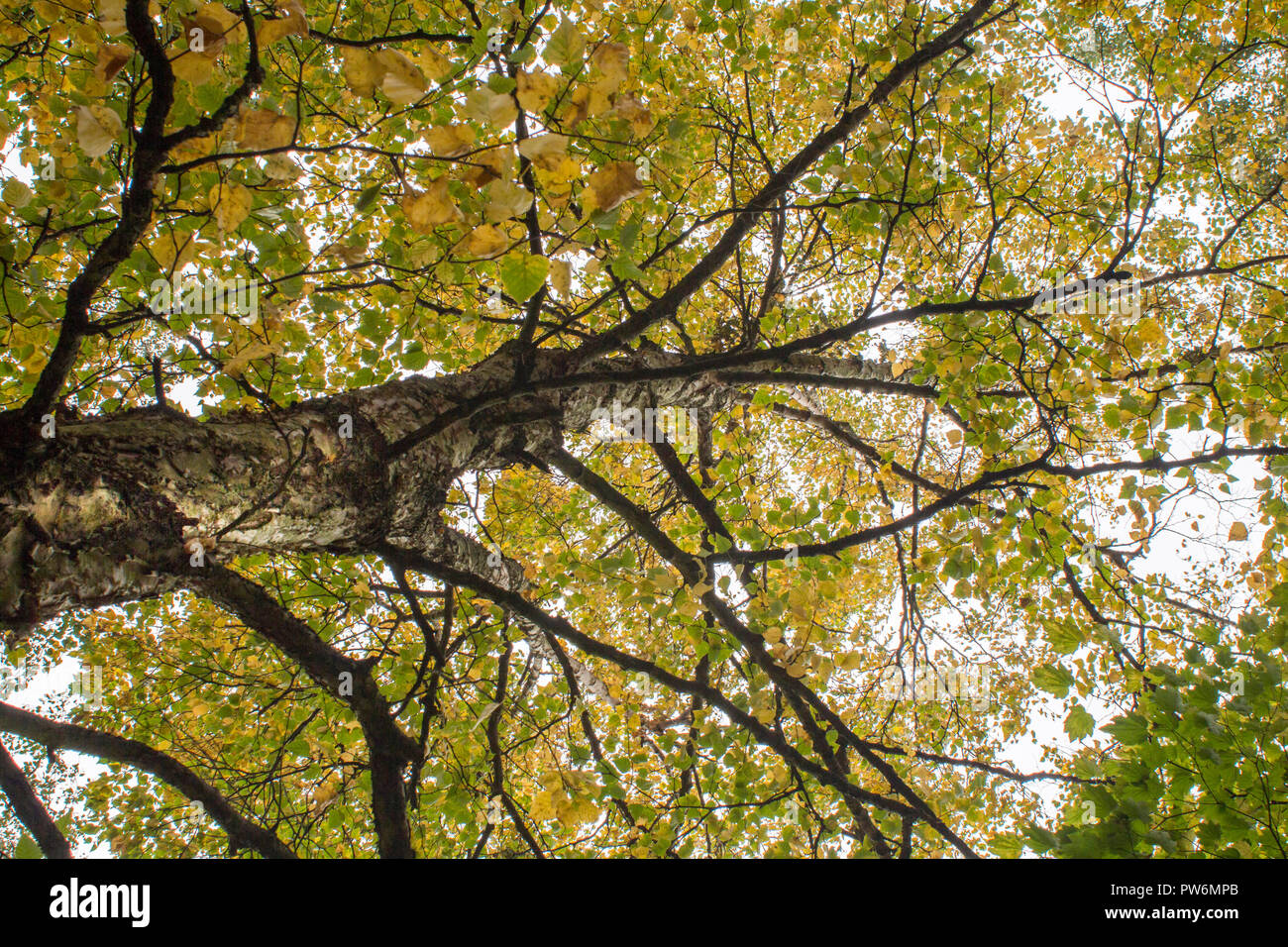 A birch tree in autumnal colours agianst a blue sky during October in ...