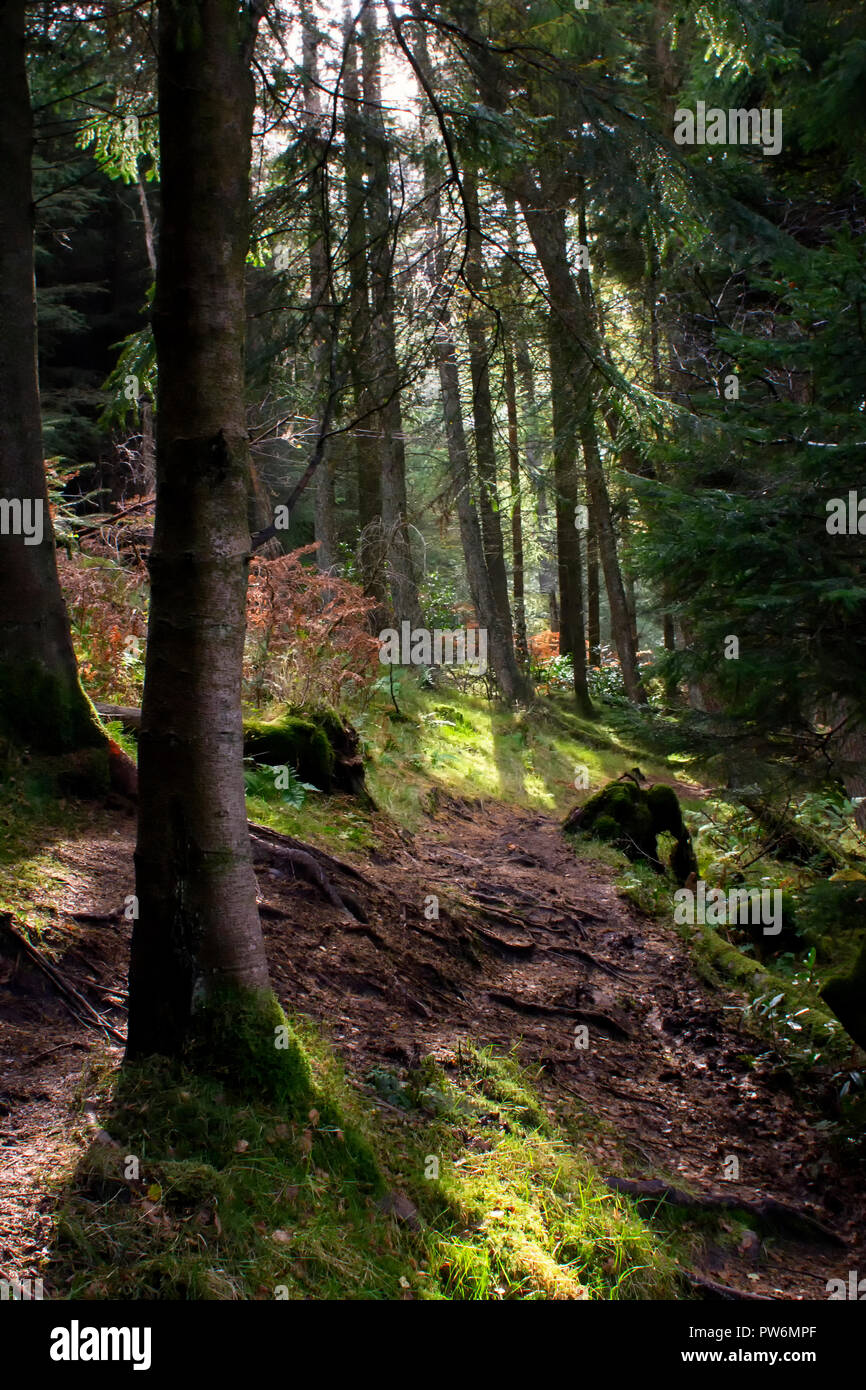 A Scottish Pine Forest in summer Stock Photo - Alamy