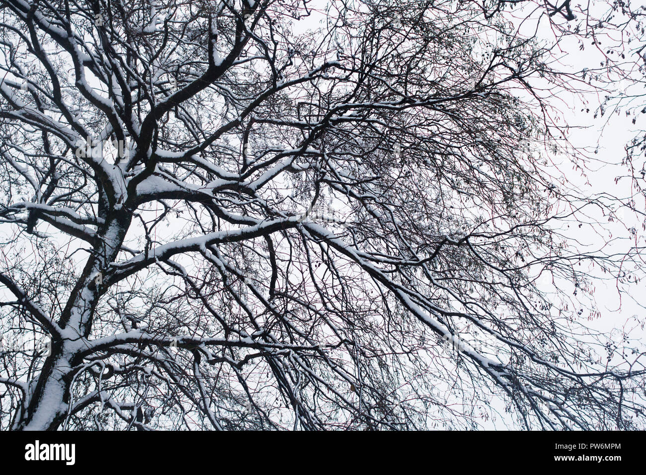 White january tree hi-res stock photography and images - Alamy