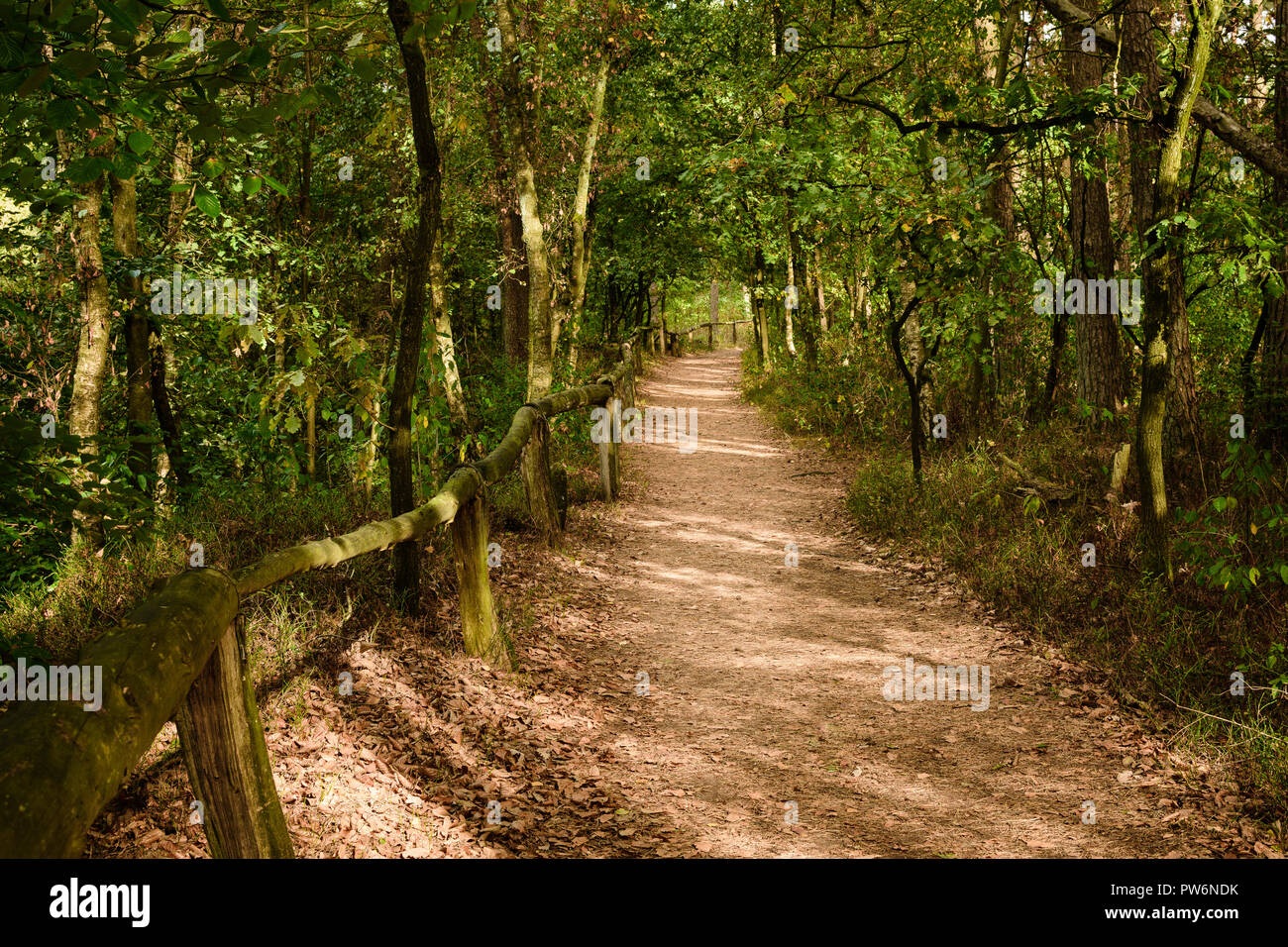 Wanderweg im Wald Stock Photo - Alamy
