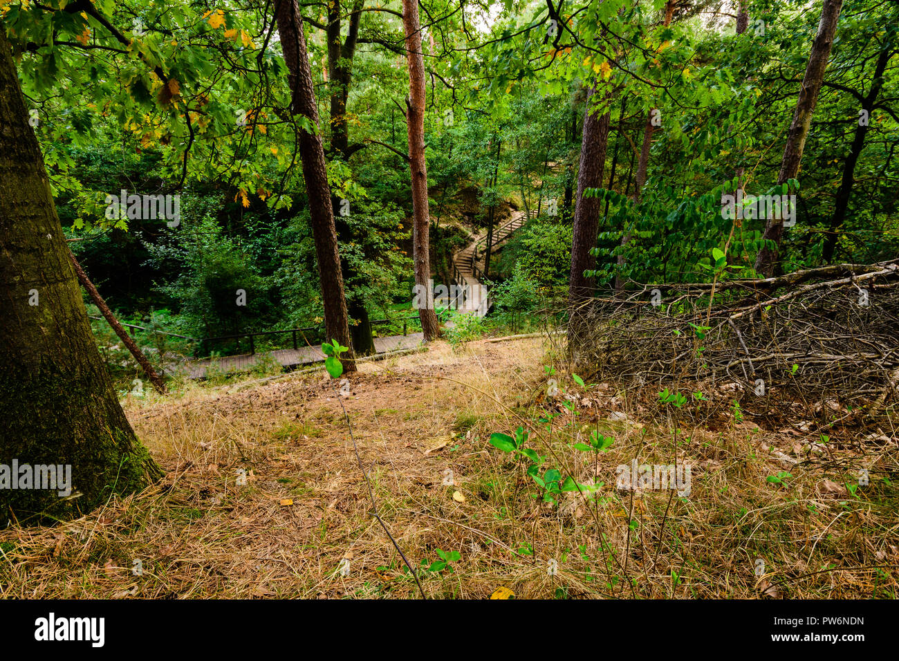 Wanderweg im wald hi-res stock photography and images - Alamy