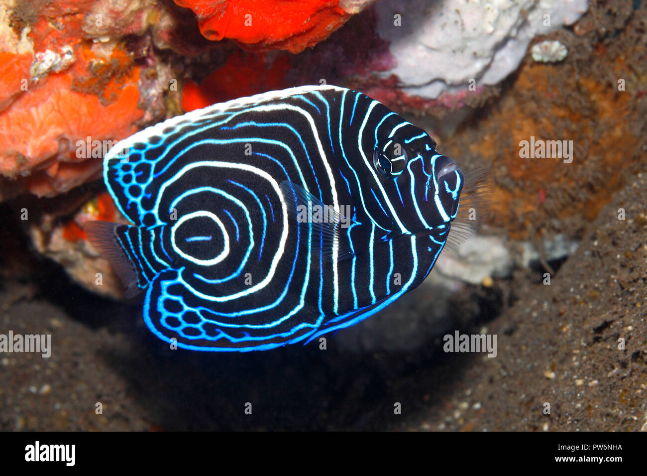 Emperor Angelfish, Pomacanthus imperator, juvenile.Tulamben, Bali ...