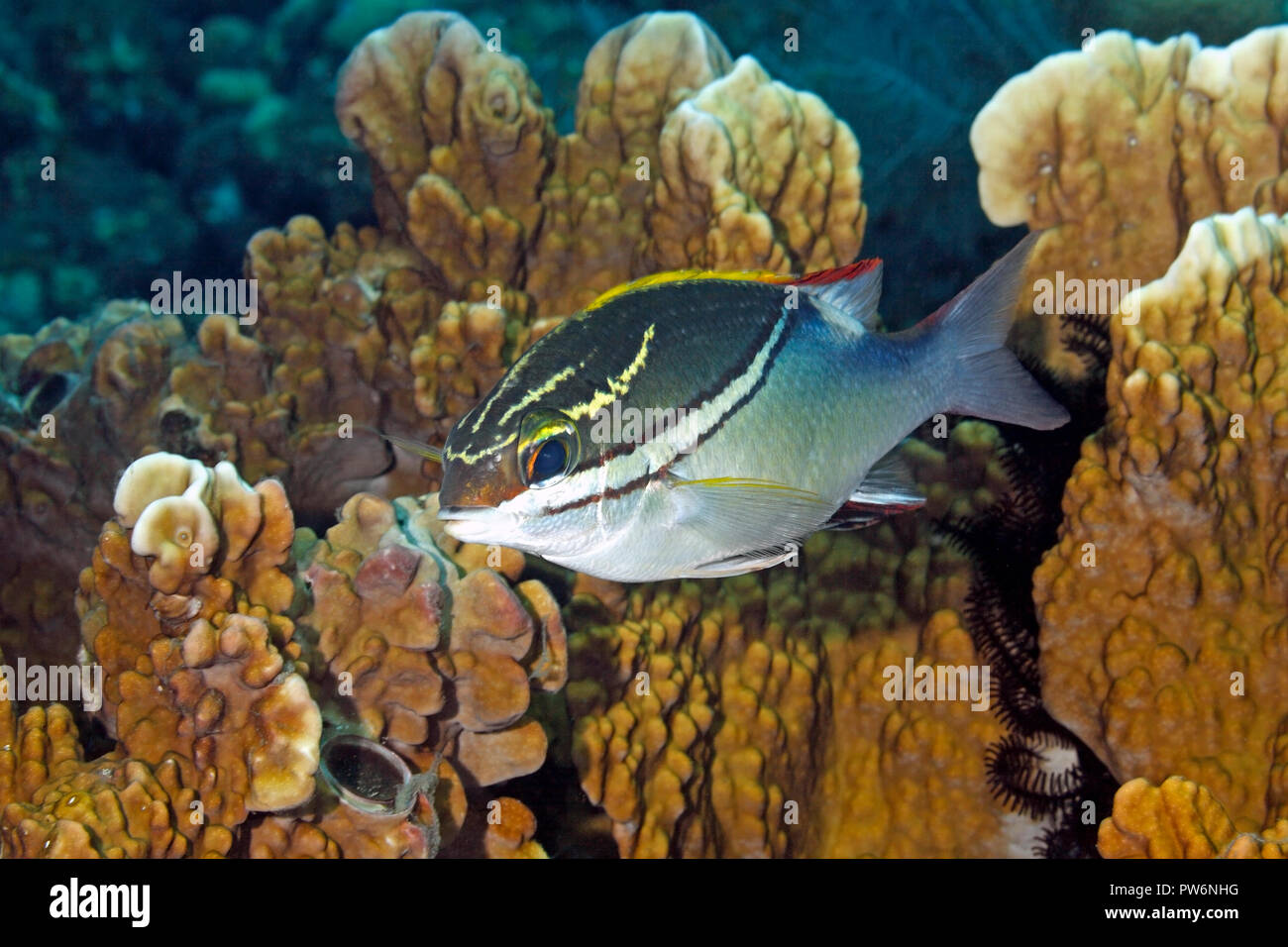 Two lined monocle bream hi-res stock photography and images - Alamy