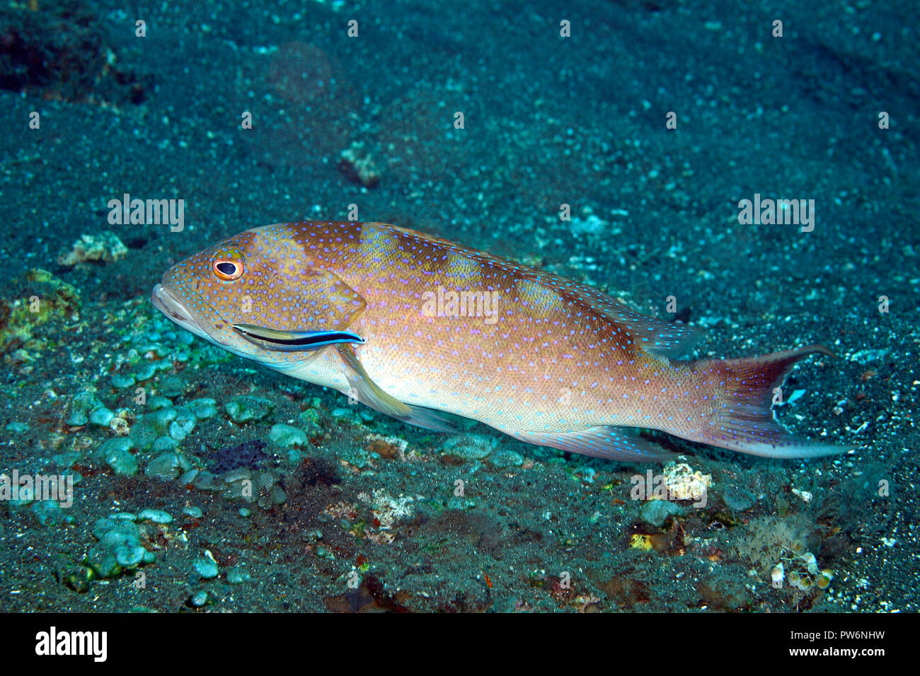 White-Edged Lyretail Grouper, Variola albimarginata being cleaned by ...