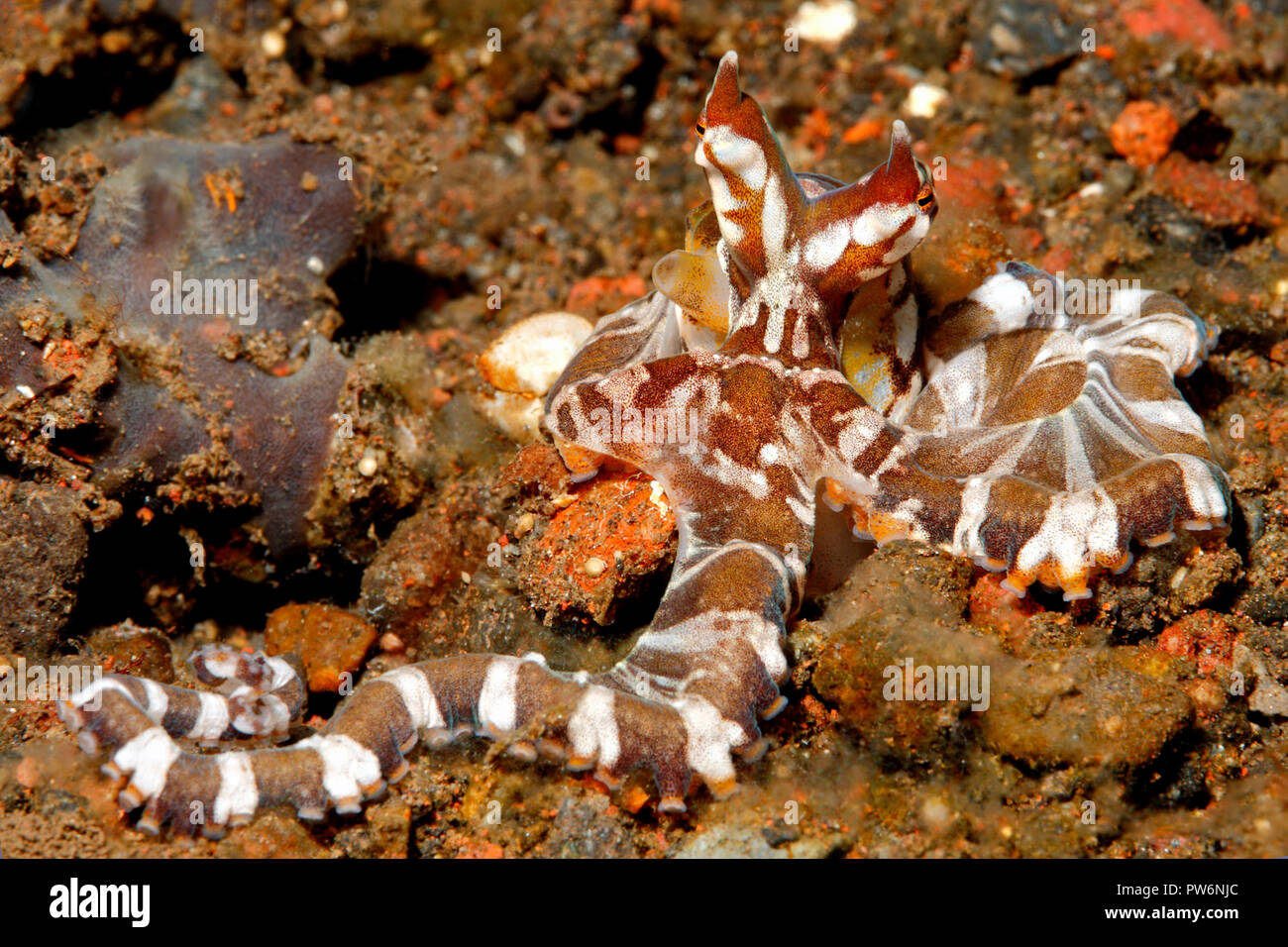 Wunderpuss hi-res stock photography and images - Alamy