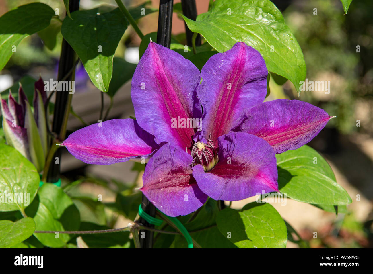 Mrs n thompson hi-res stock photography and images - Alamy