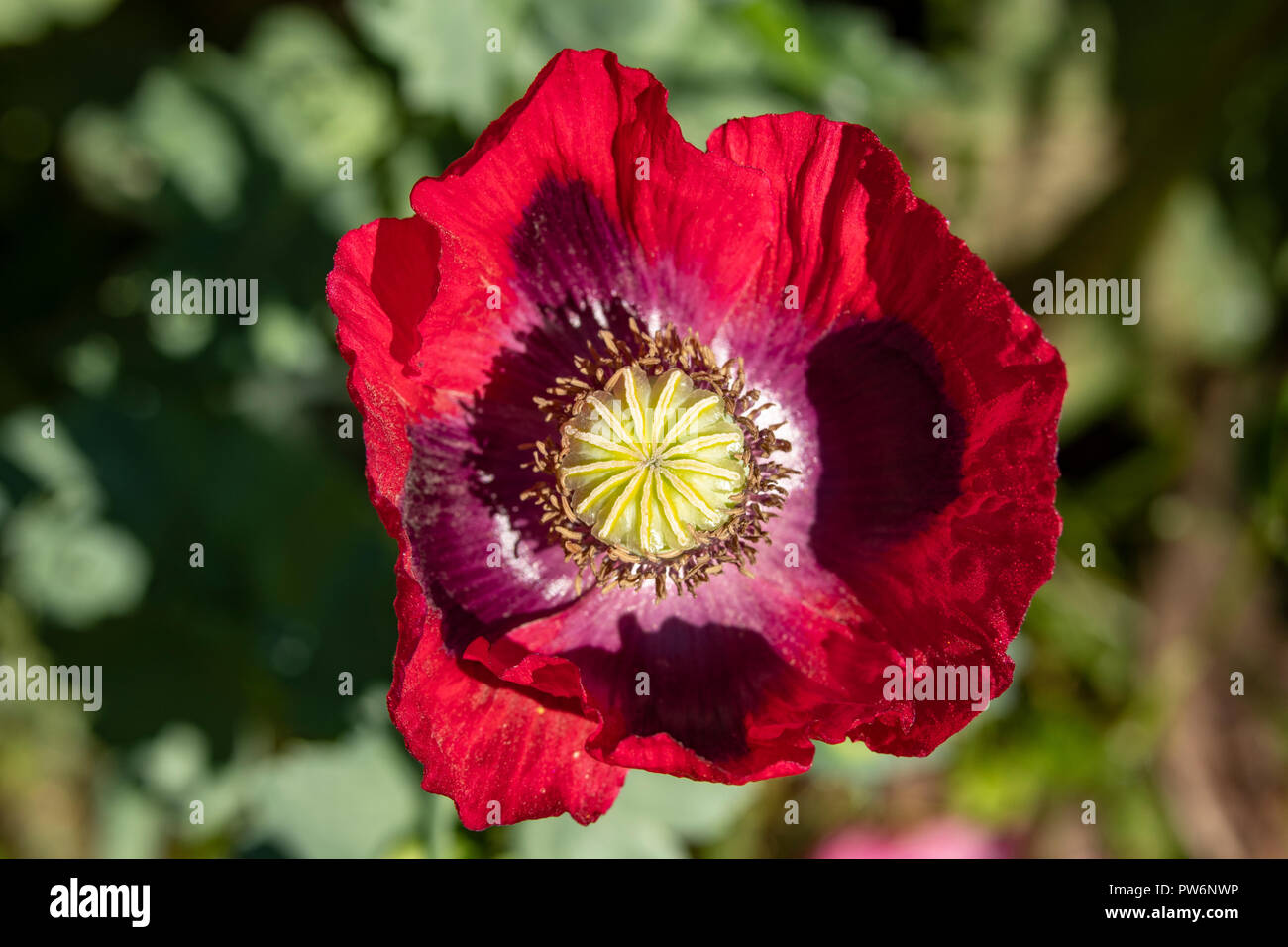 Papaver hybrid hi-res stock photography and images - Alamy