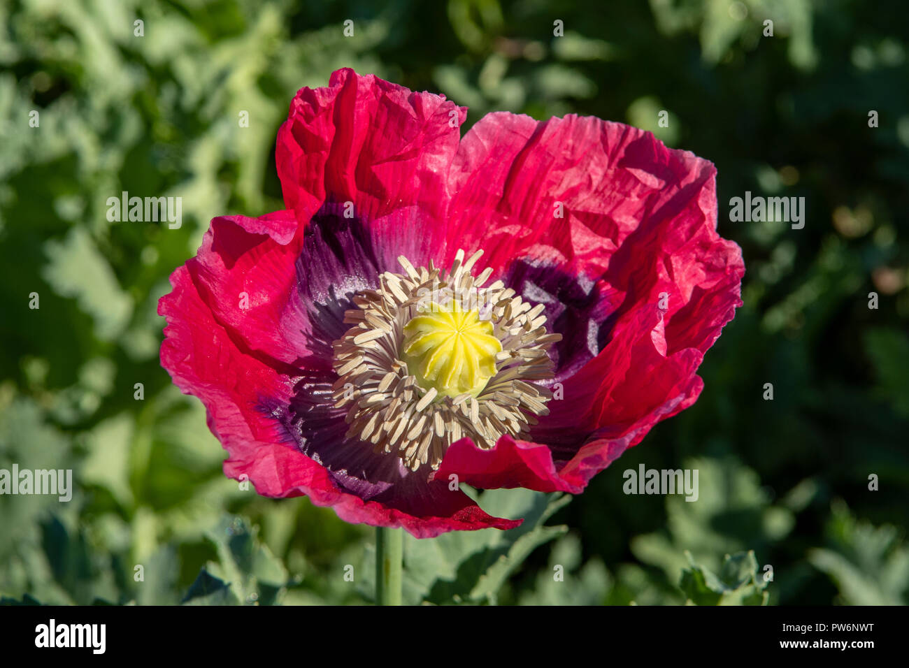 Deep pink poppy hi-res stock photography and images - Alamy