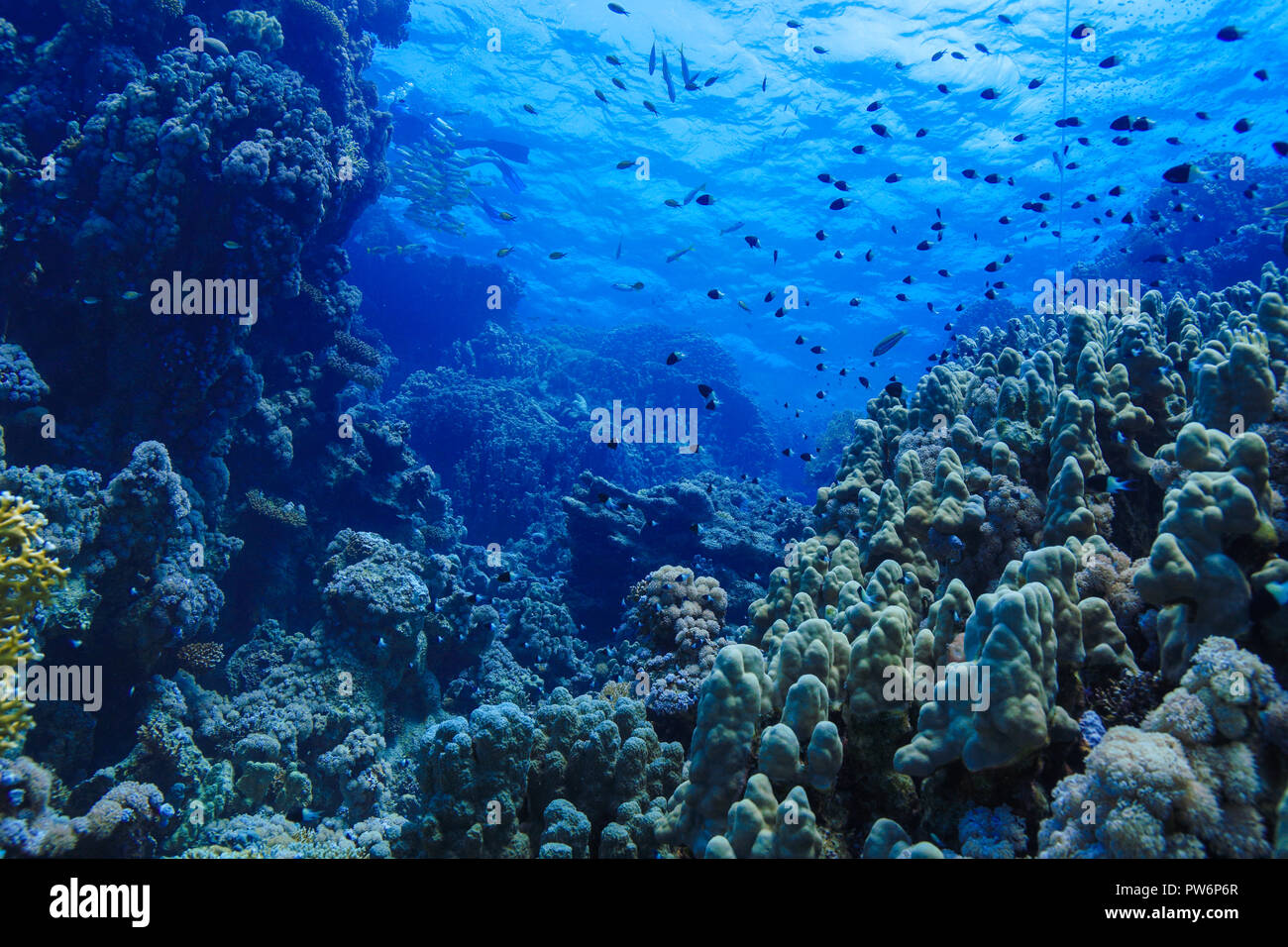 landscape Coral Reef at the Red Sea Egypt Stock Photo - Alamy