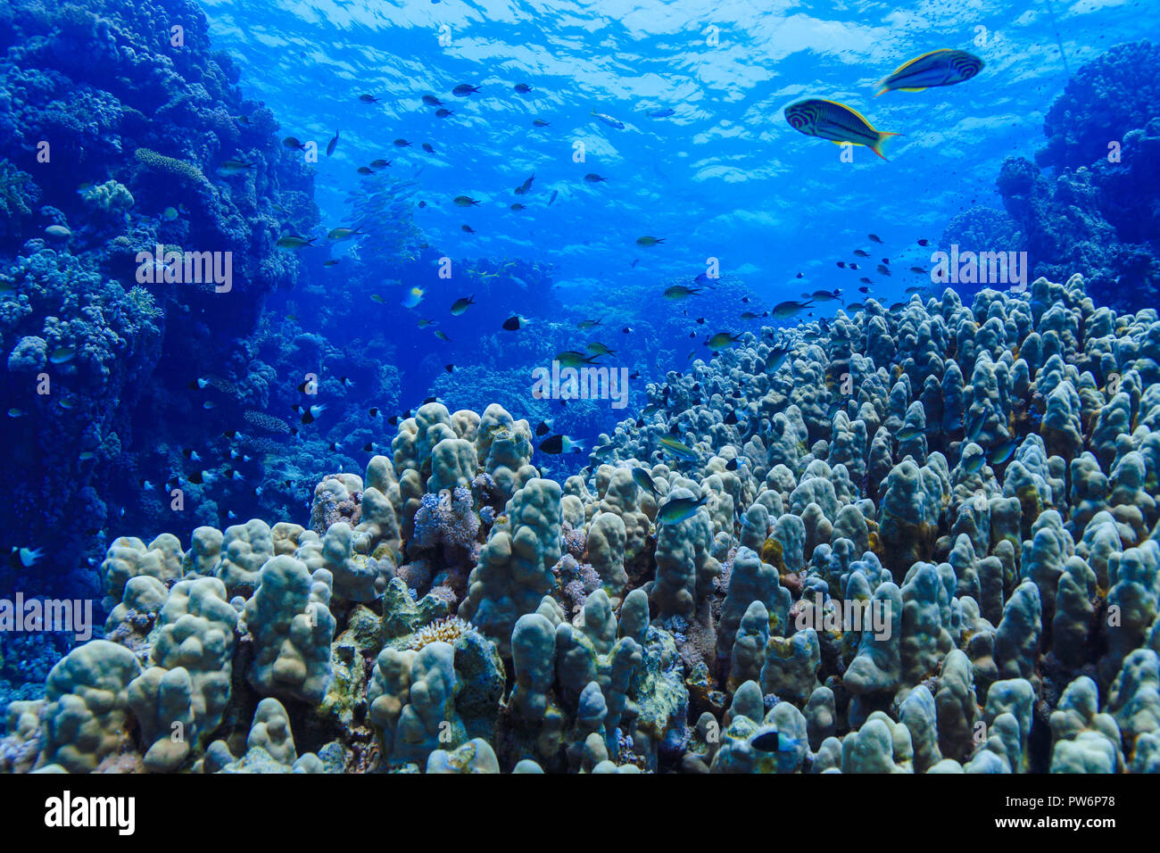 landscape Coral Reef at the Red Sea Egypt Stock Photo - Alamy