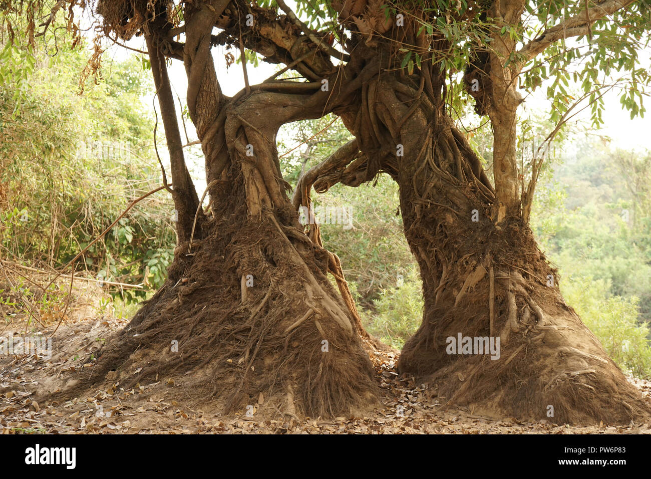 Bengalische feige ficus benghalensis hi-res stock photography and ...