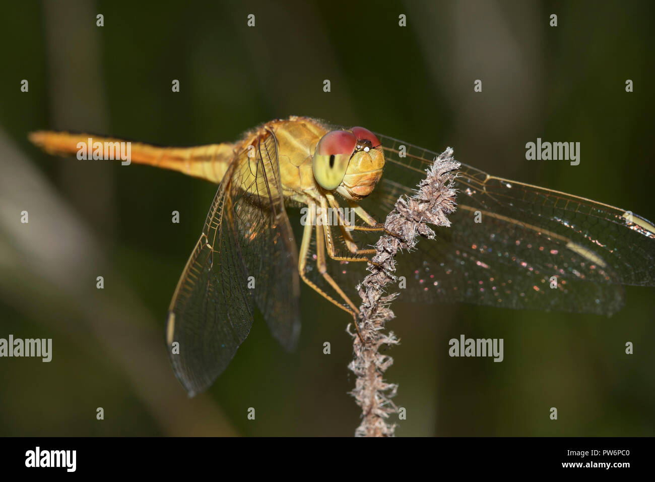 Scarlet Skimmer (Crocothemis servilia), female, Isaan, Thailand Stock ...