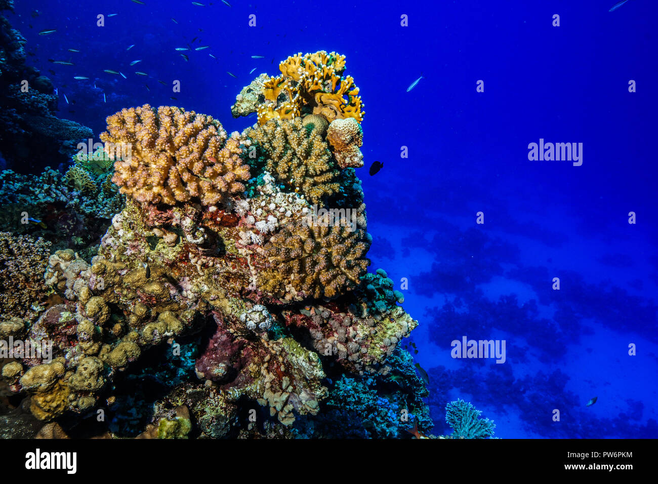 Coral Reef at the Red Sea Egypt Stock Photo - Alamy