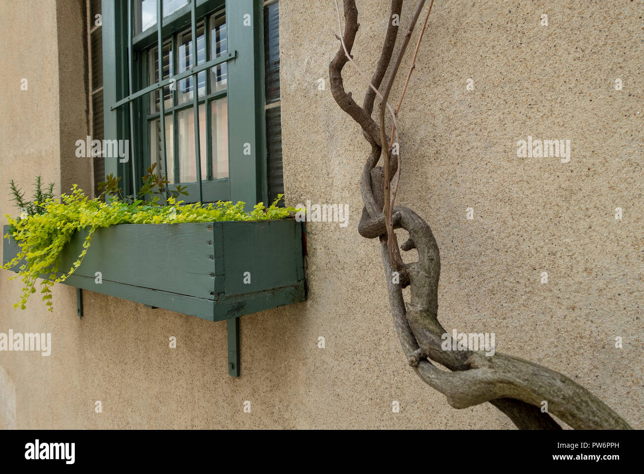 Home with wood vine up the side of the wall and window green window ...