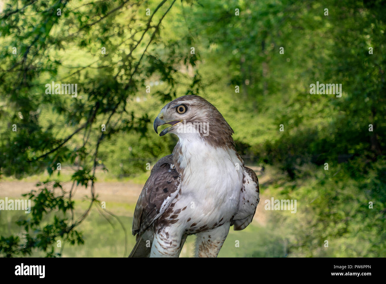 Red tail hawk standing hi-res stock photography and images - Alamy