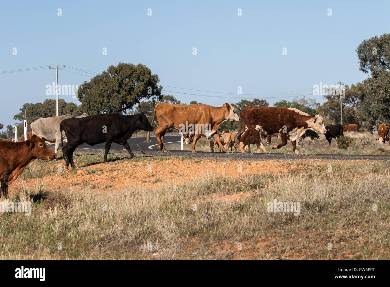 Dairy cows crossing road hi-res stock photography and images - Alamy