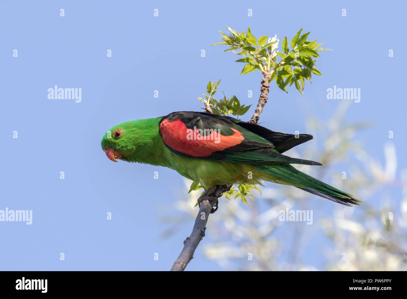 Red winged parrot hi-res stock photography and images - Alamy