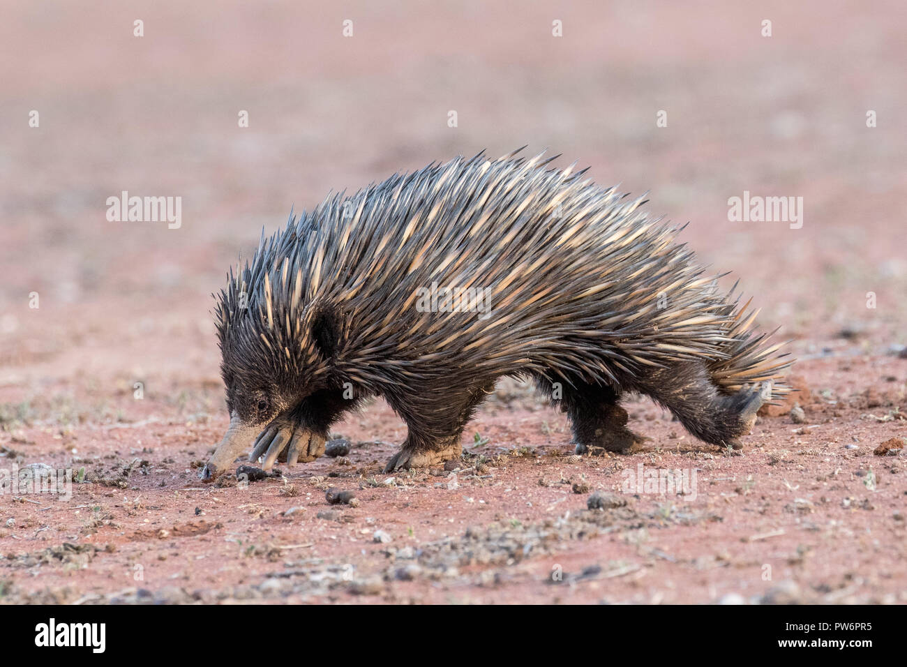Echidna hi-res stock photography and images - Alamy