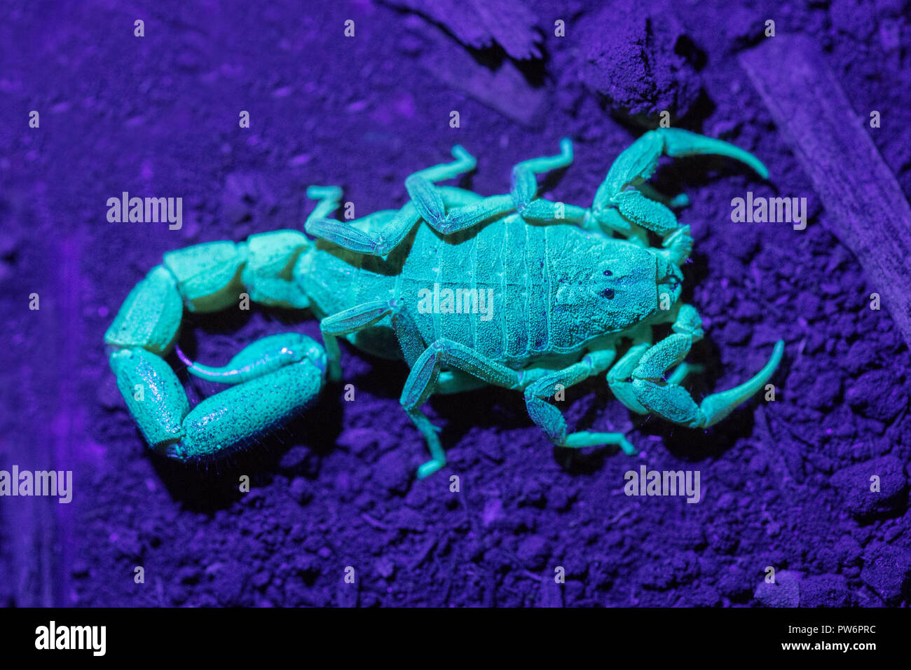 Spider hunting scorpion hi-res stock photography and images - Alamy