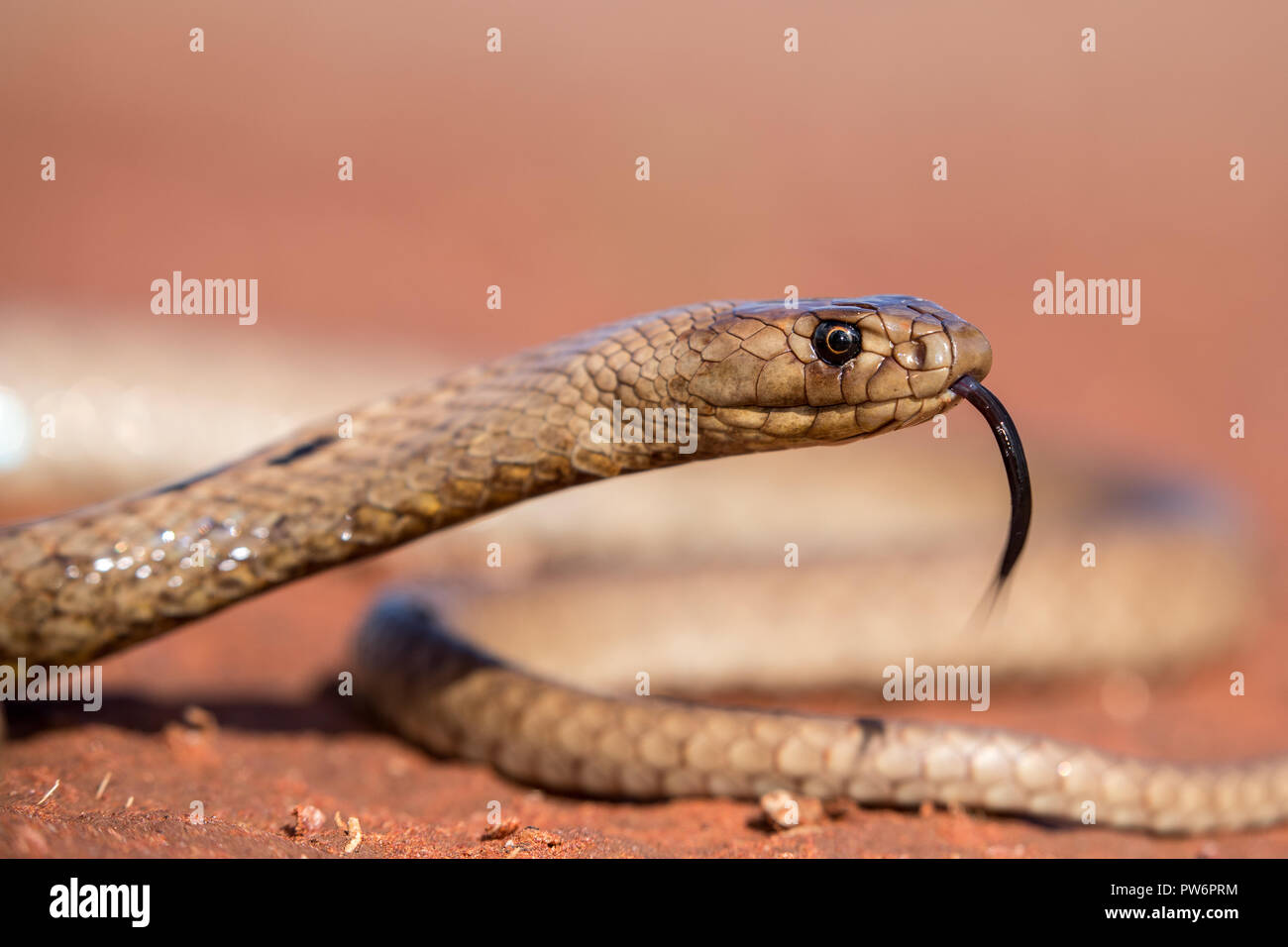 Strap-snouted Brown Snake Stock Photo - Alamy