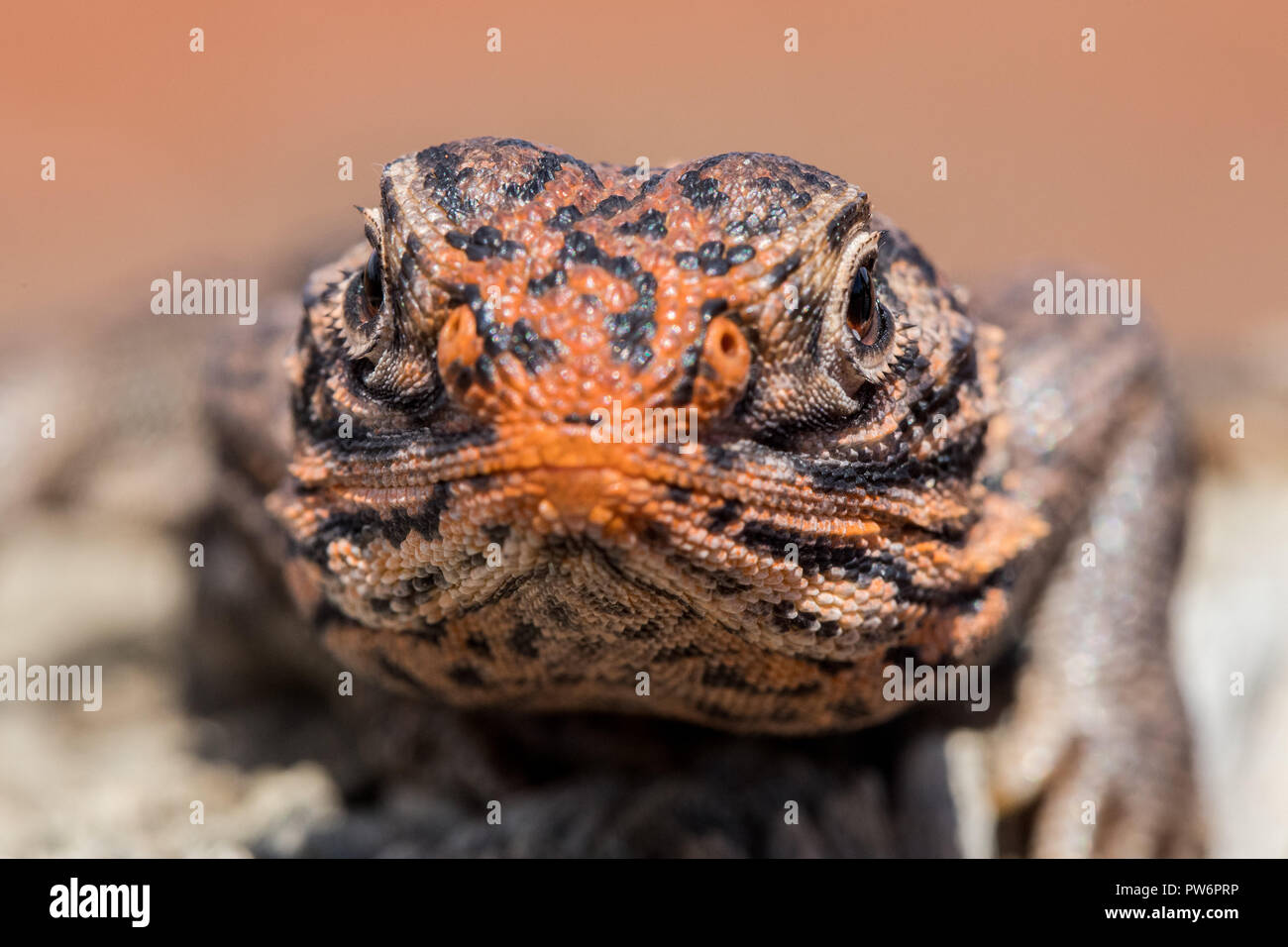Central netted dragon hi-res stock photography and images - Alamy