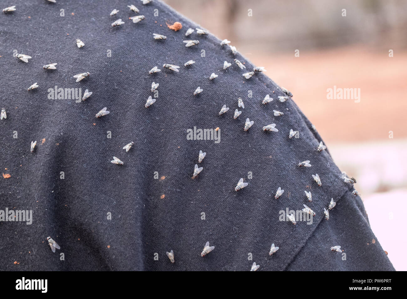 Flies on person hi-res stock photography and images - Alamy