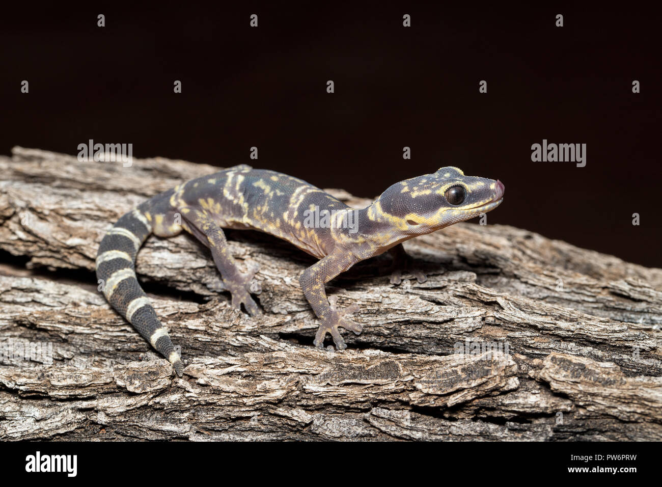 Marbled Gecko Stock Photos & Marbled Gecko Stock Images - Alamy