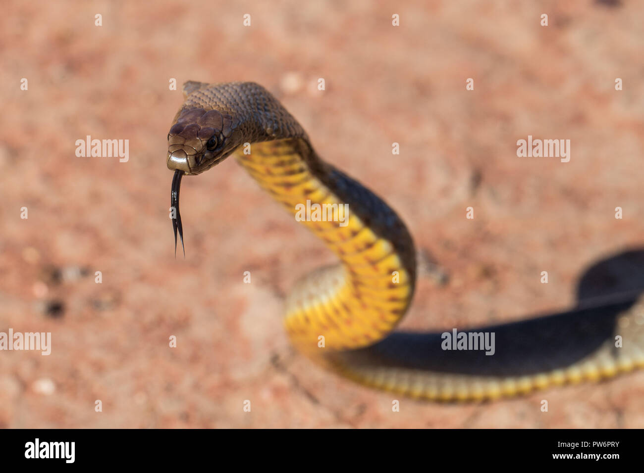 Strap snouted brown snake hi-res stock photography and images - Alamy