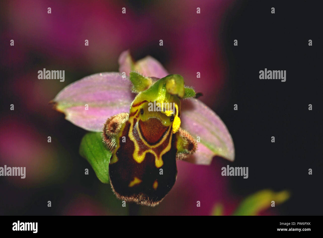 Ophrys reinholdii hi-res stock photography and images - Alamy