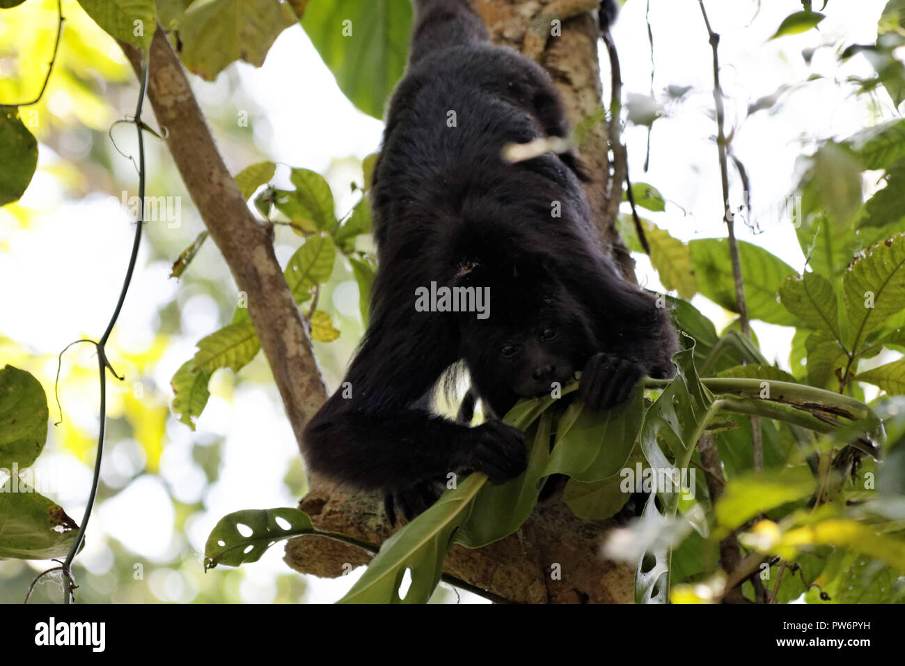 Howler Monkey 02 Stock Photo - Alamy