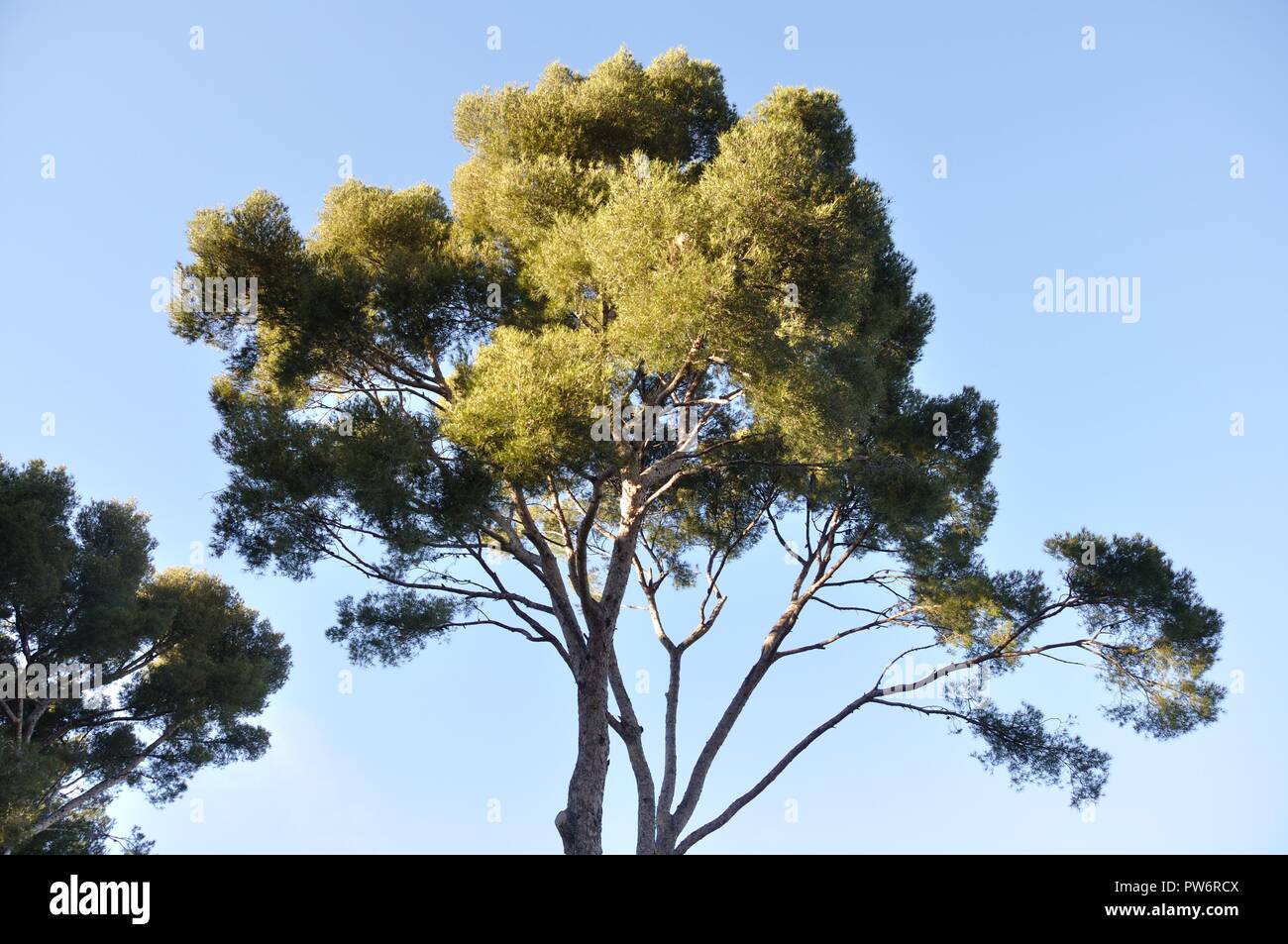 Pine trees in Provence Stock Photo - Alamy